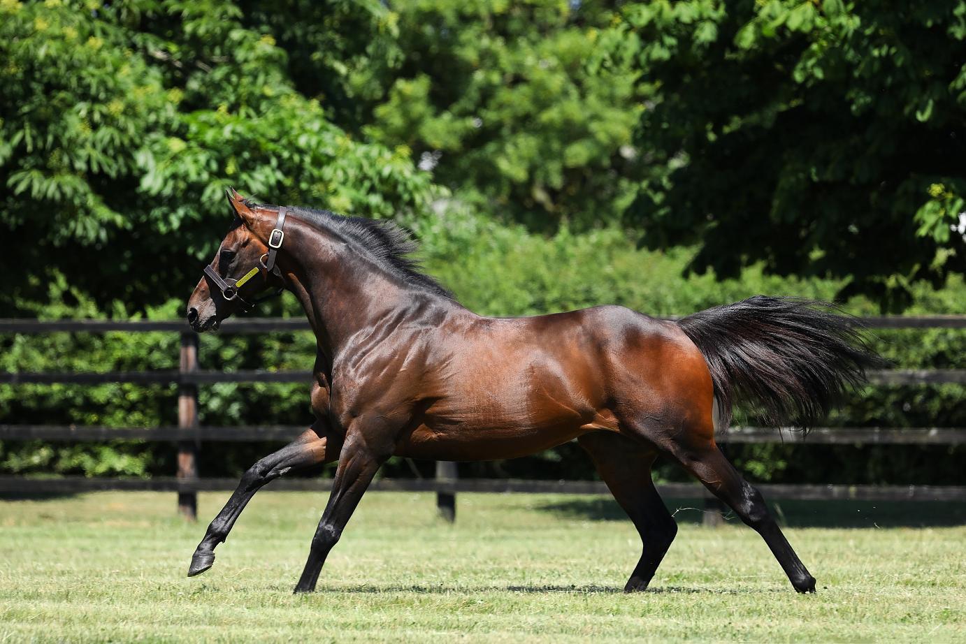 Time Test Colt Remains Unbeaten