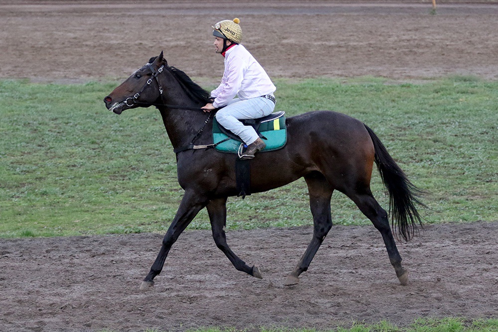 Leading Australian Stable Unleash Per Incanto Colt