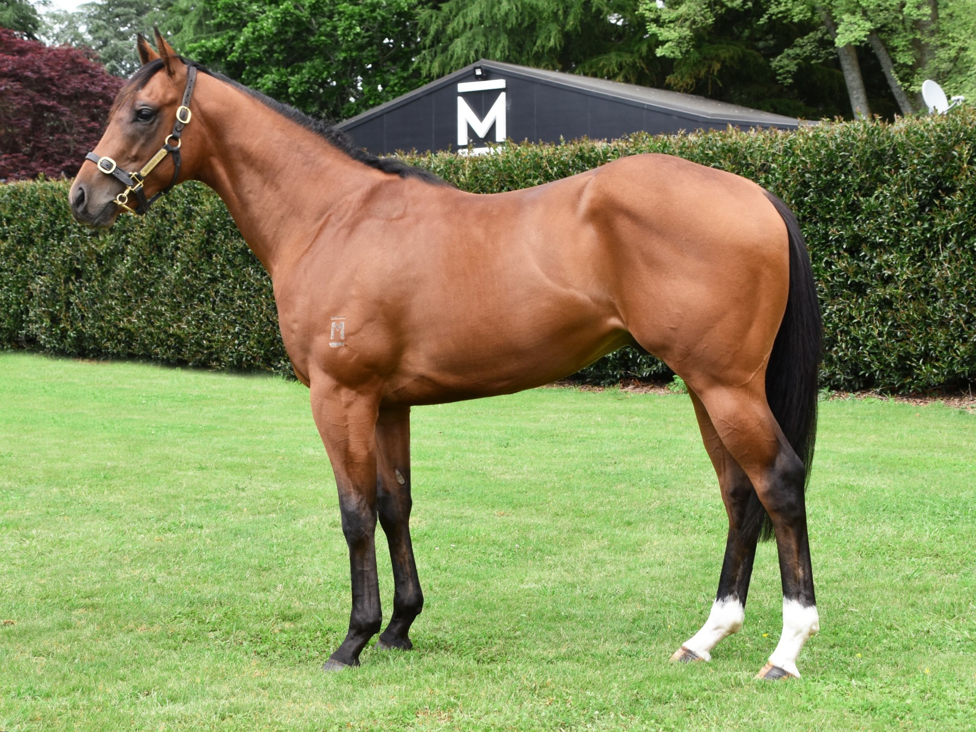 Successful RTR Sale or LA Stallions